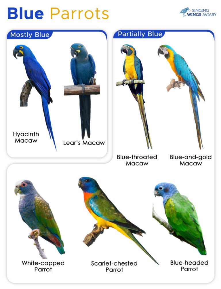 List of Blue Parrots Kept As Pets (With Pictures)