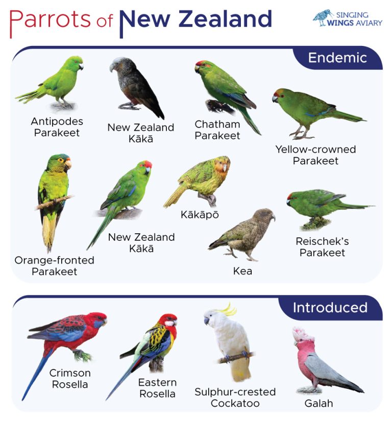 List of Parrots of New Zealand With Pictures