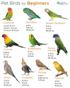 List of the Best Pet Birds For Beginners With Pictures