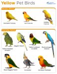 List of Yellow Parrots and Other Pet Birds (With Pictures)