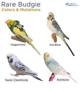 List of Budgie Colors (With Pictures)