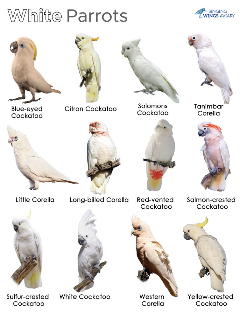 List of White Parrots and Other Pet Birds (With Pictures)